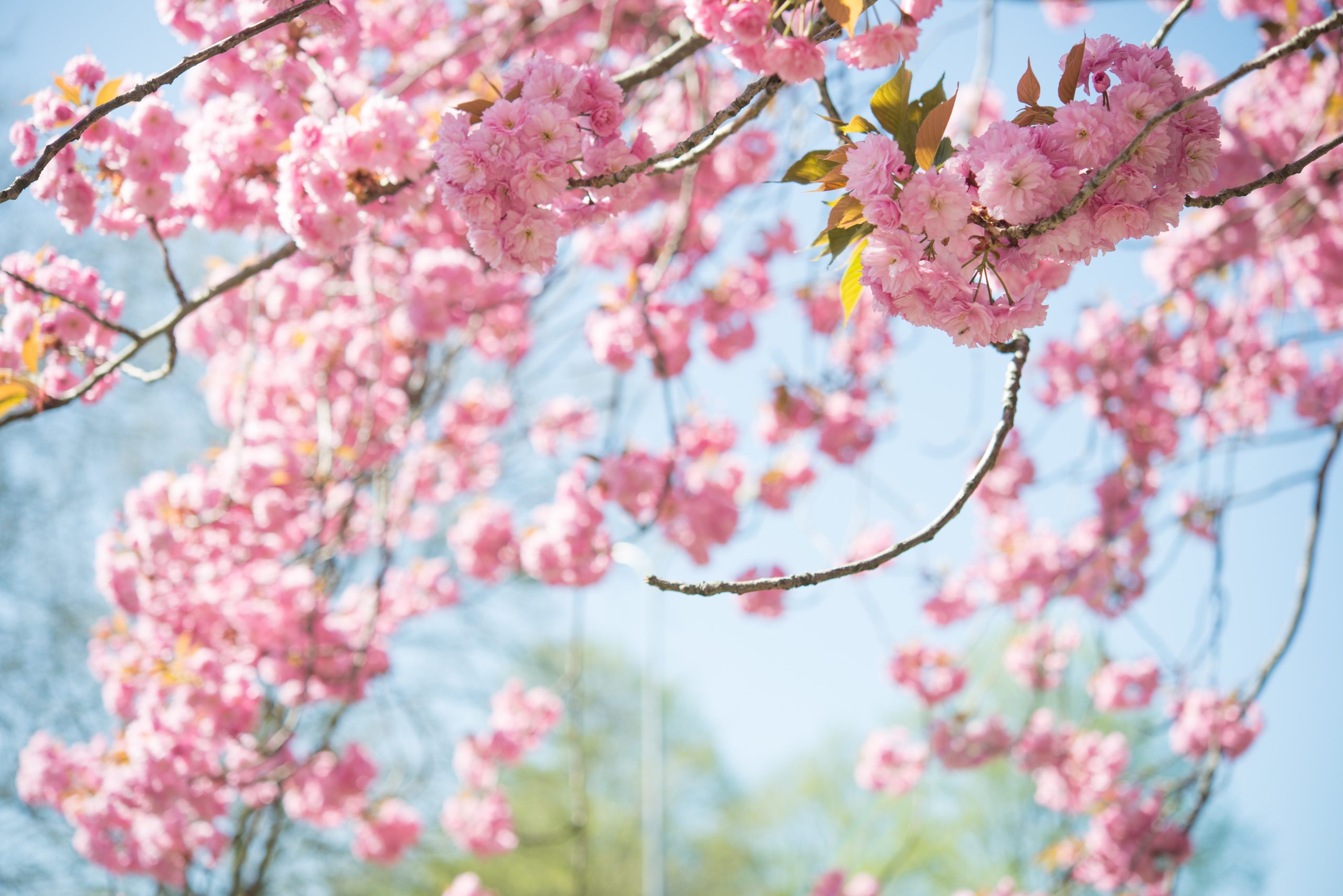 Spring Clean & Student Storage - Don’t Leave It To The Last Minute